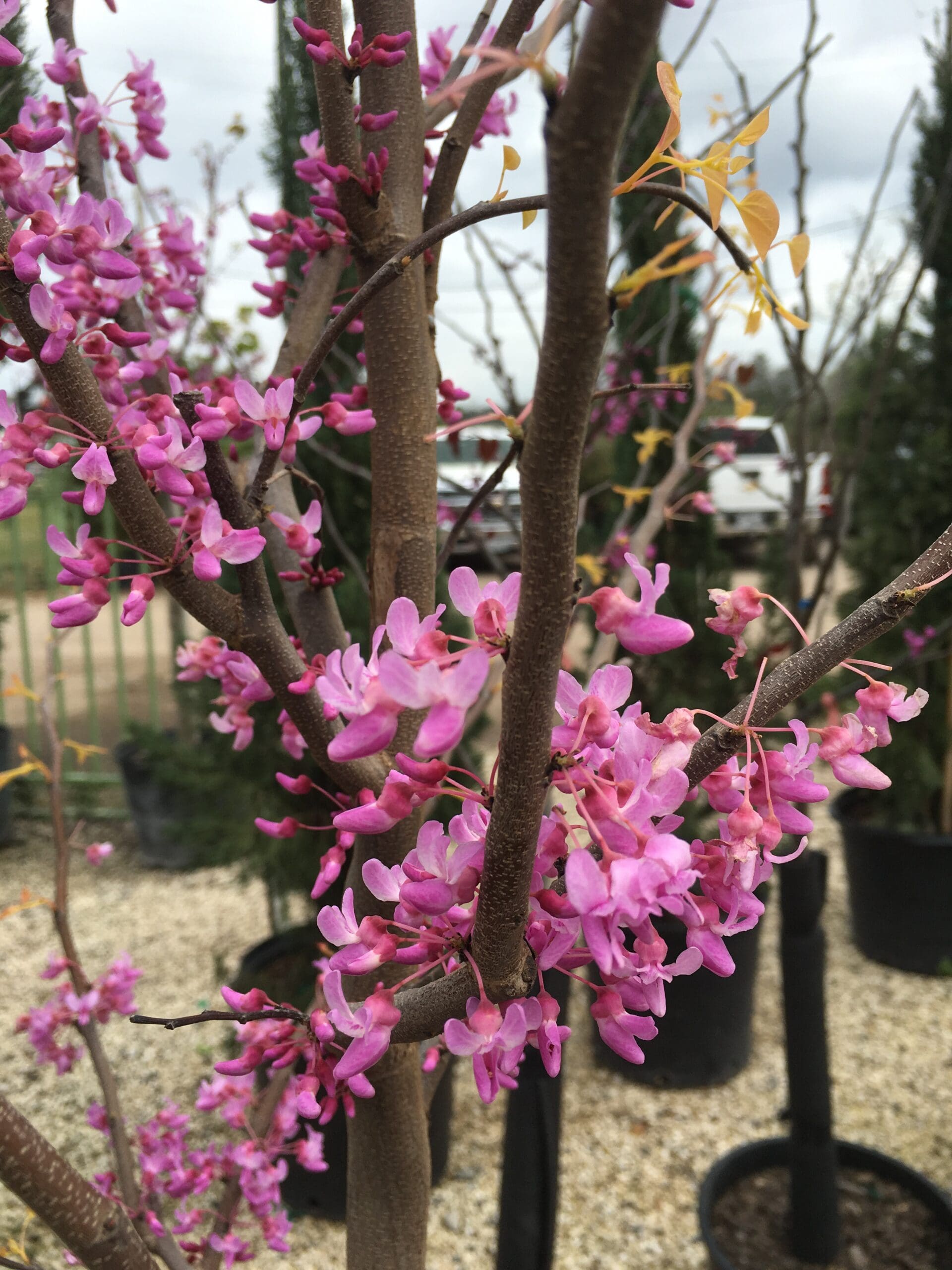 Texas Redbud is blooming