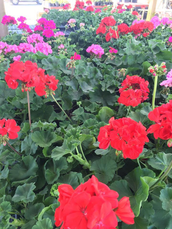 Geraniums have arrived!