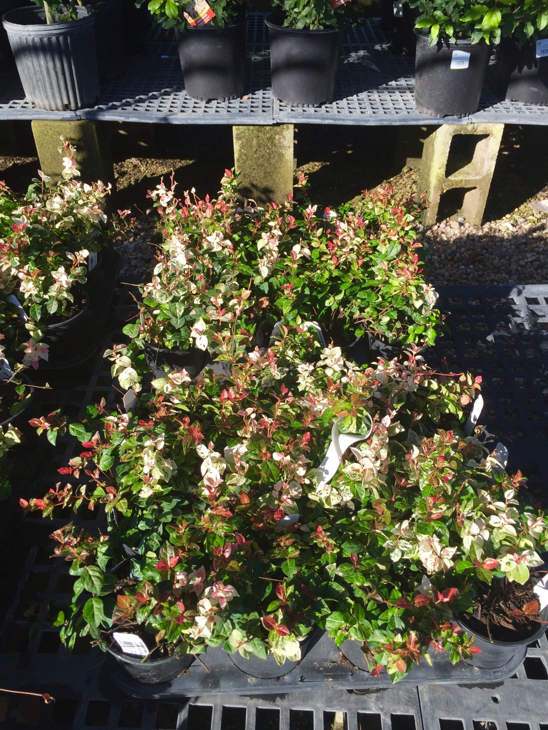 Snow N Summer Asiatic Jasmine